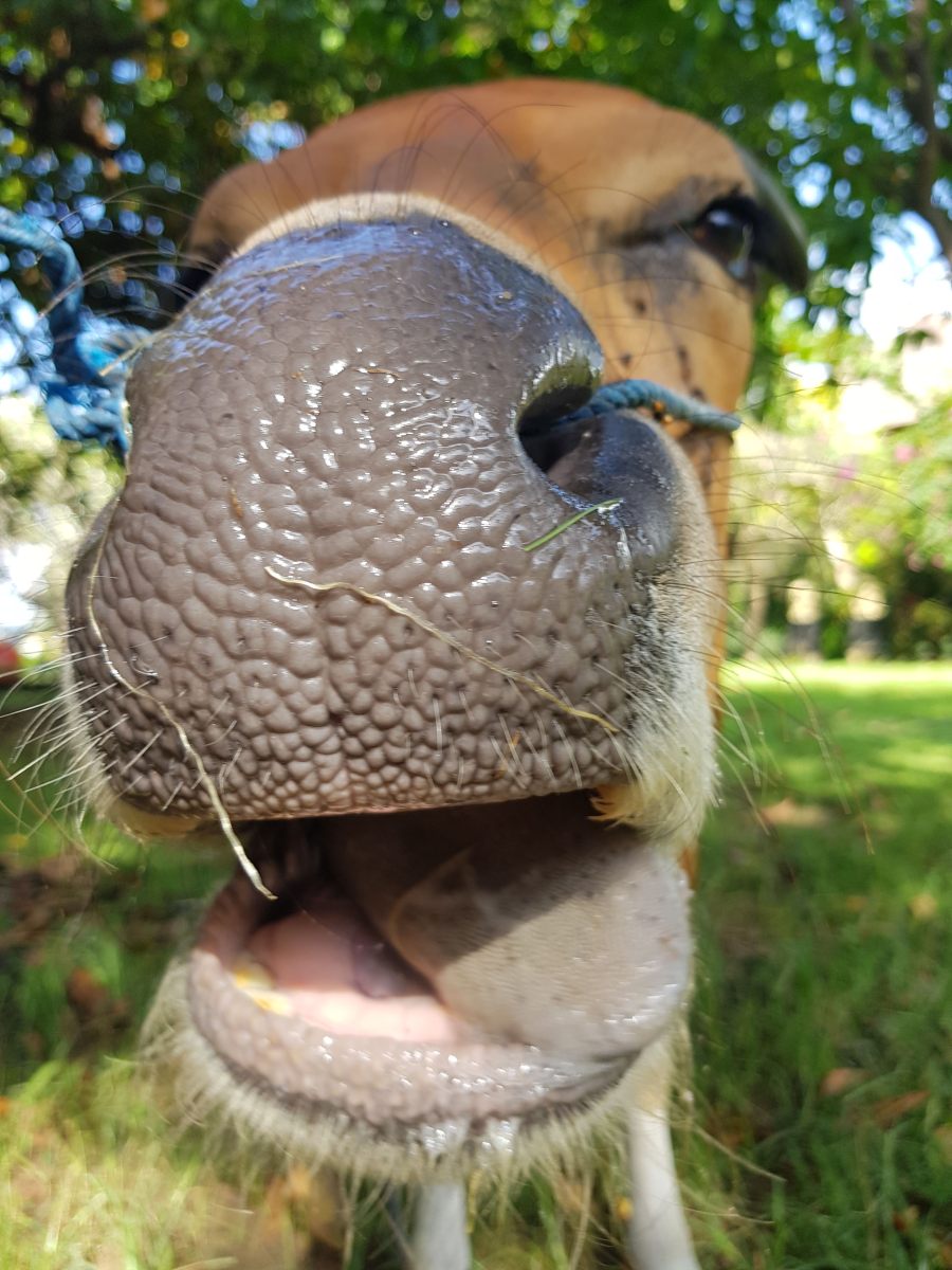 The Curative Power of Cows – Healing Pilgrim